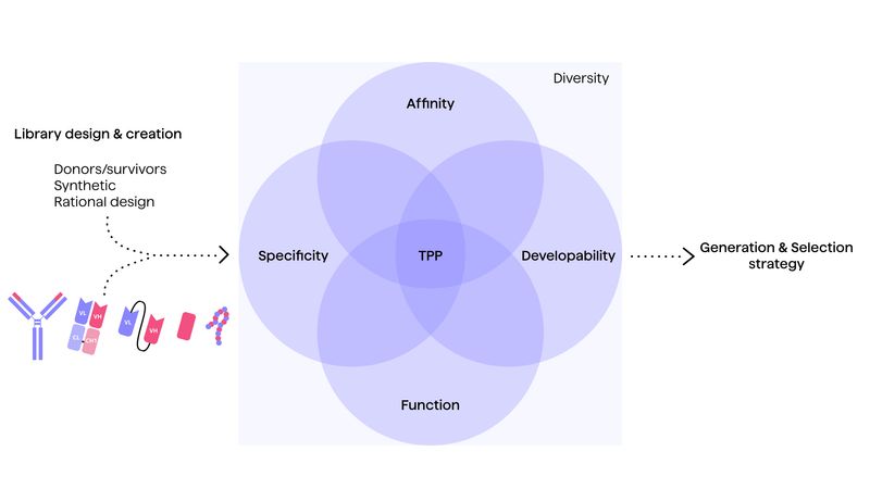 Antibody Library Design
